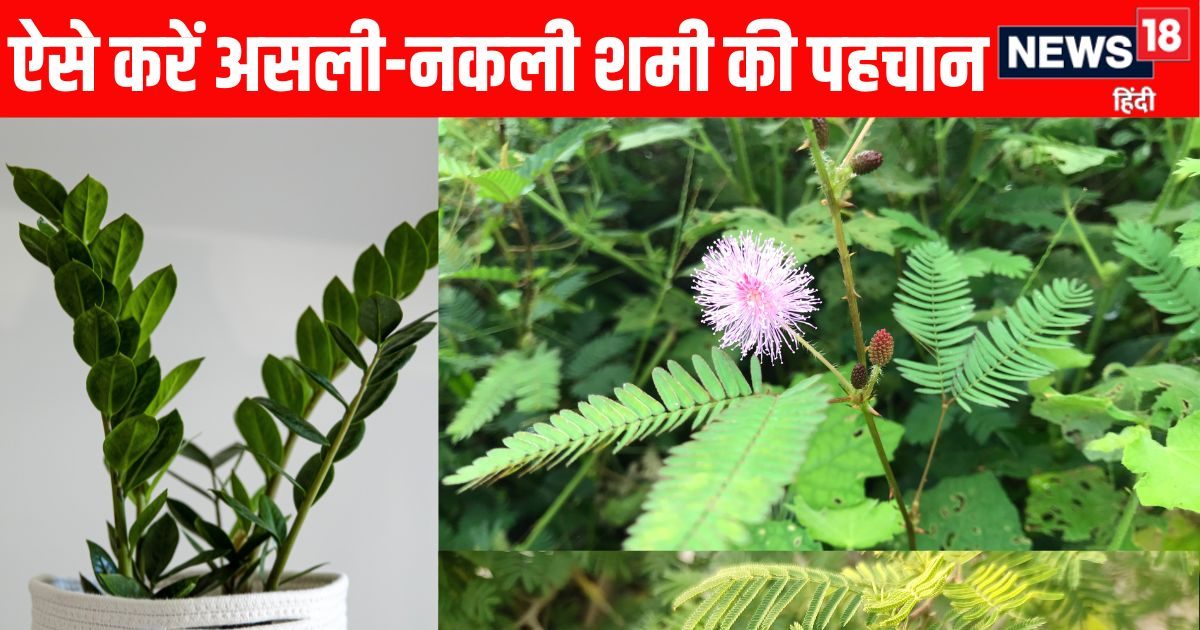 How to identify real vs fake Shami leaves: असली-नकली शमी के पत्तों की ...