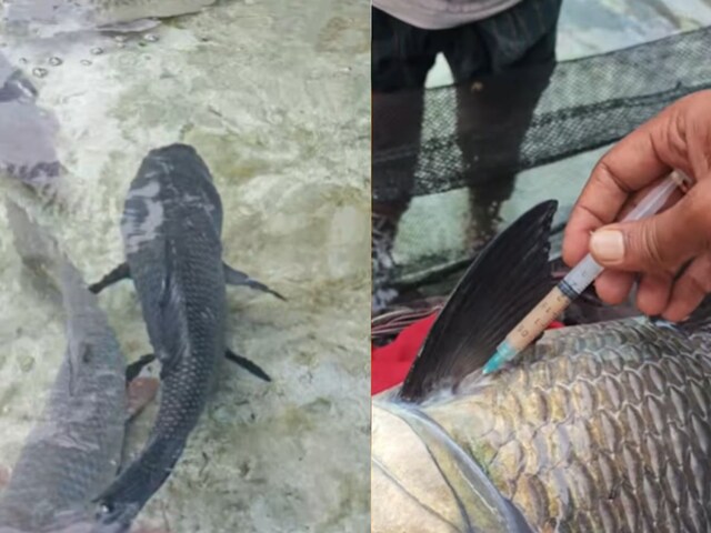 क्या प्रोटीन के लिए आप भी खाते हैं मछली? पहले देख लें ये वीडियो, समझ आ ...