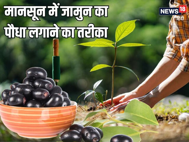What is the best way to plant jamun tree during monsoon | मानसून में ...