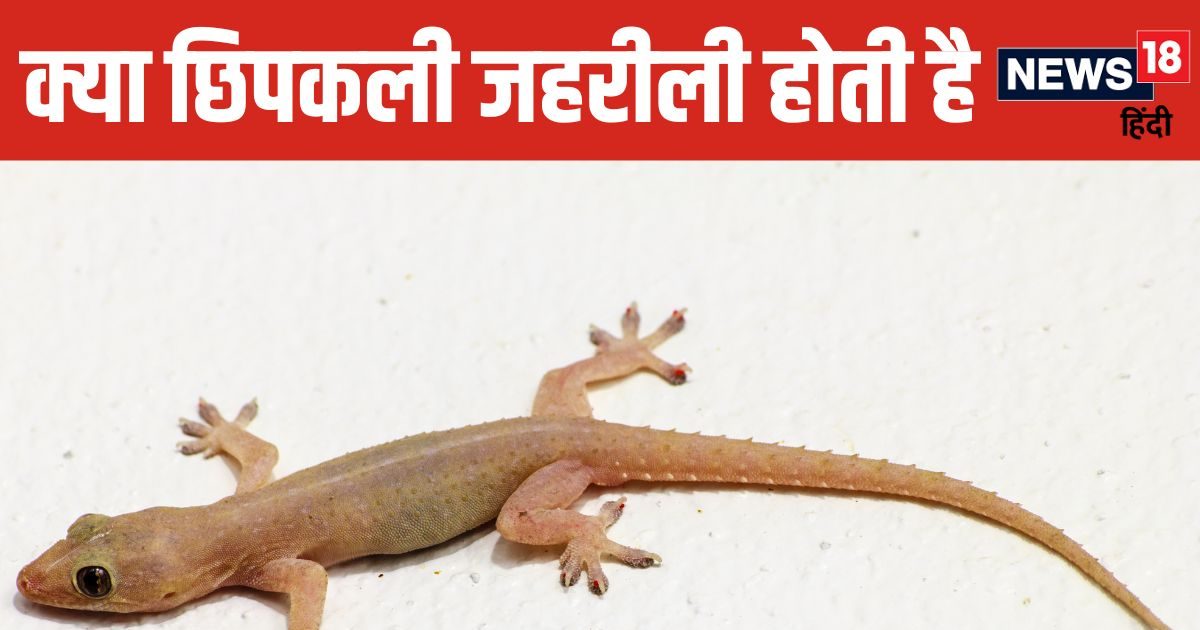 Lizard Bite Dangers Fact vs Myth | क्या छिपकली के काटने से हो सकती है ...