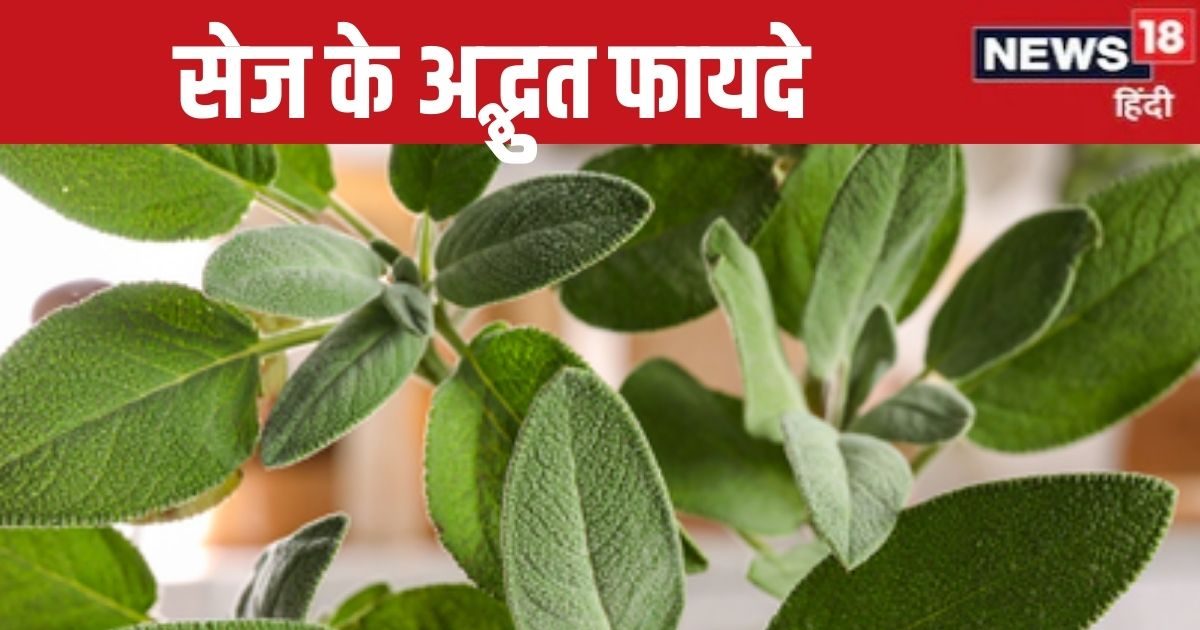 Sage health benefits: सेज के औषधीय गुण, स्वास्थ्य लाभ और उपयोग - News18 ...