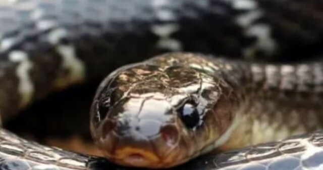 Snake rescue helpline number पटना में सांप या जंगली जानवर दिखे तो ...