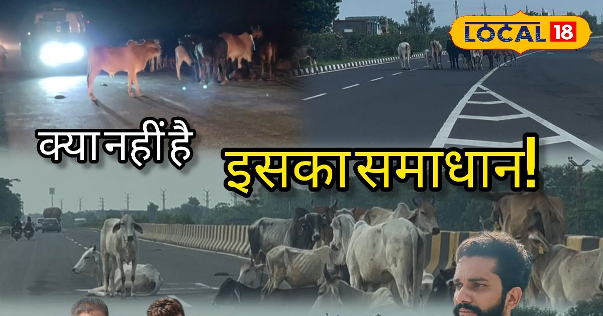 Ground Report: सड़कें बनीं गौशाला! बेसहारा गायों से बिगड़ा ट्रैफिक ...