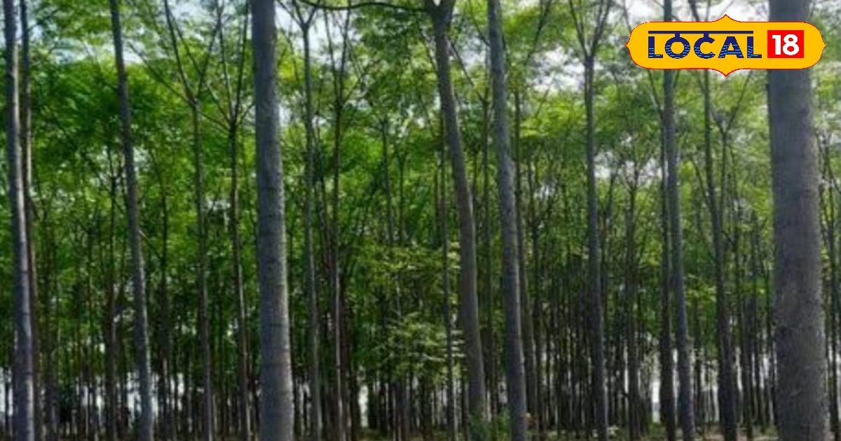 Malabar Neem Cultivation: Best Time, Cost, Top Varieties & Benefits ...