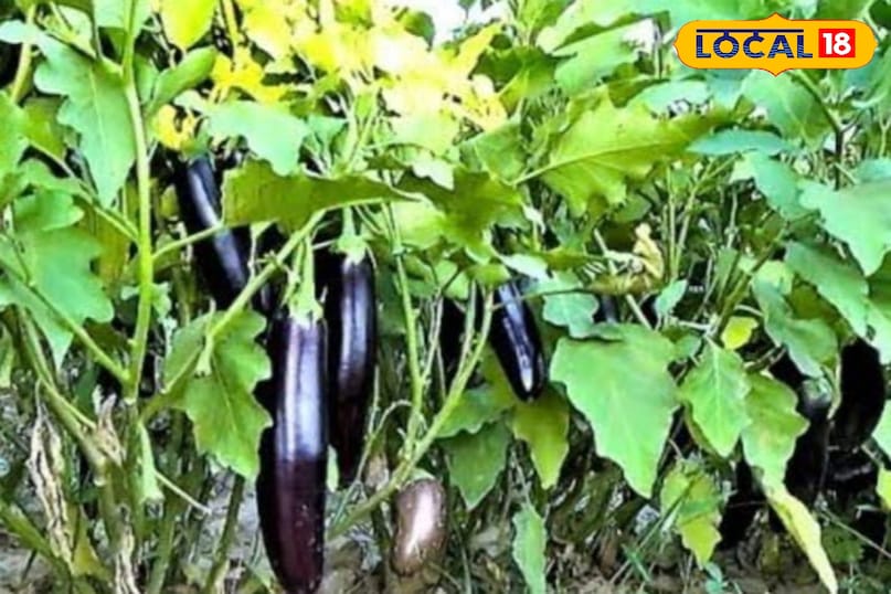 Brinjal Cultivation in Uttar Pradesh, Timing, Cost & Advanced Varieties ...