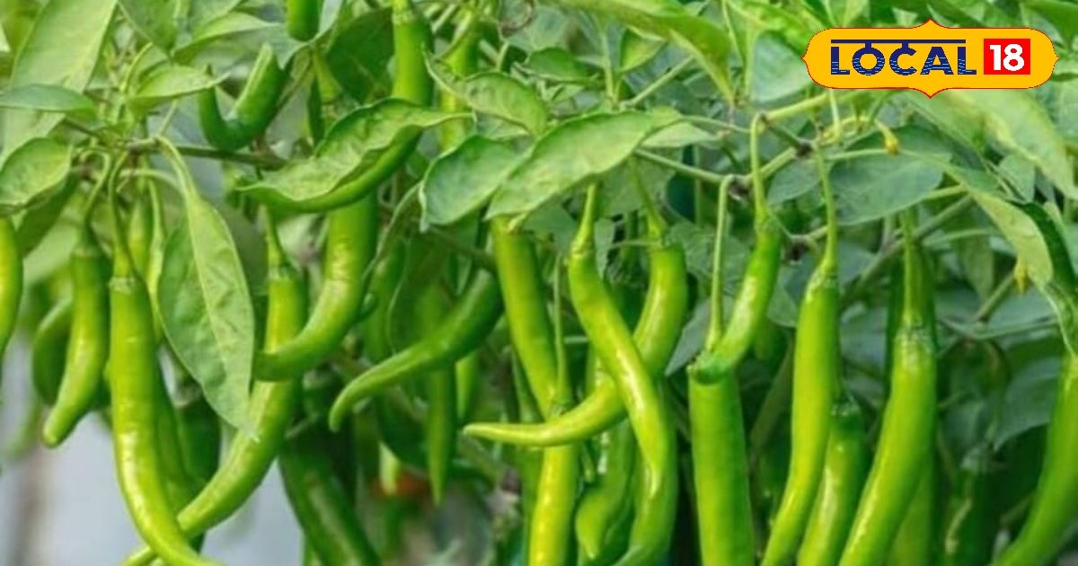 Chilli cultivation, when is chilli cultivation done, cost of chilli cultivation, top varieties ...