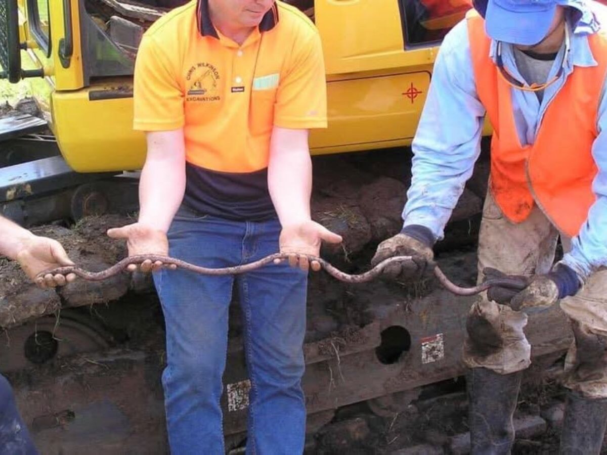 'सांप जितने बड़े!' नहीं देखे होंगे 6.6 फीट लंबे केंचुए, आवाज सुनकर ही ...