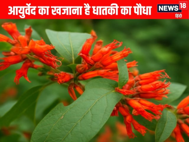 Dhataki plant Benefits: आयुर्वेद के खजाने से निकला धातकी का पौधा ...