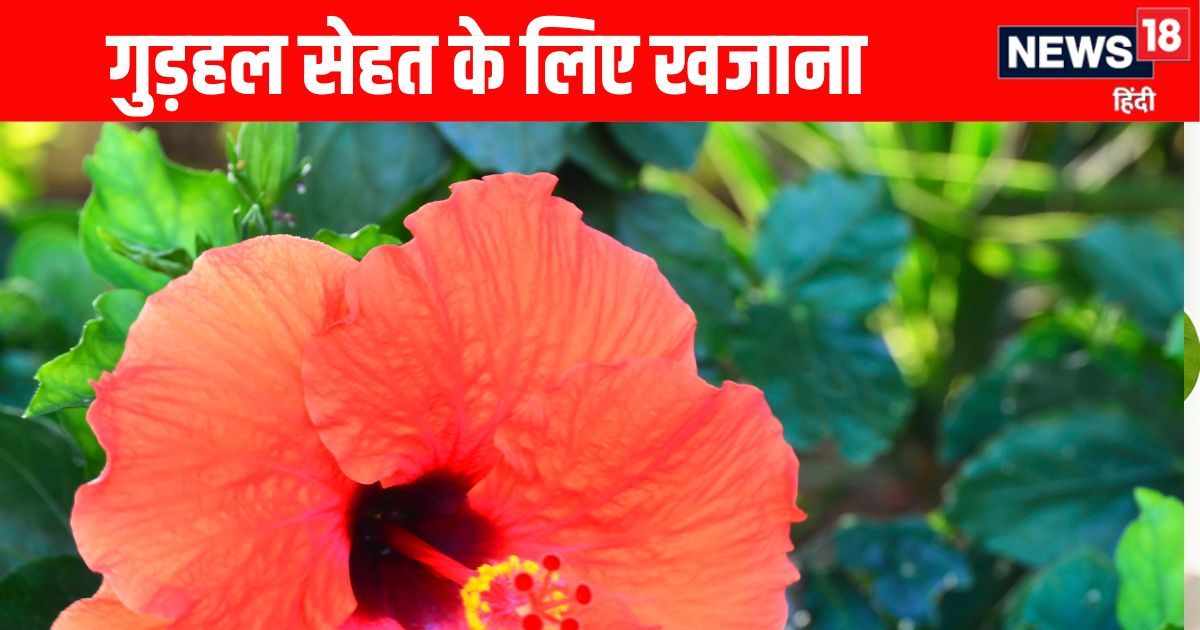 Gudhal ke fayde: गुड़हल के फायदे: कब्ज, खांसी-जुकाम और अनिद्र से दिलाए ...