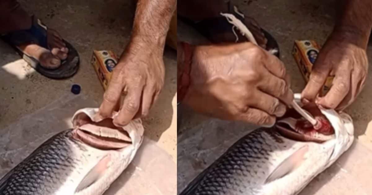 how to check fish freshness। बासी मछली को ताजा दिखाने की खतरनाक ट्रिक ...