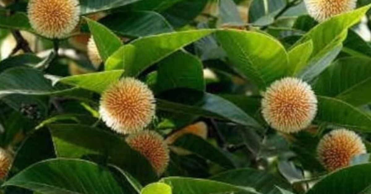 Most Unique Vegetable: जंगली फूल नहीं, ये है टेस्टी कदम के फल, खाते ही ...