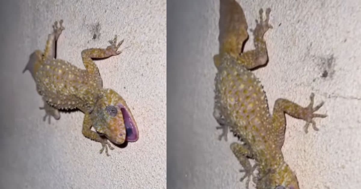 Lizard Voice: कभी सुनी है छिपकली की आवाज? यूं चीखता दिखा जीव, सुनते ही ...