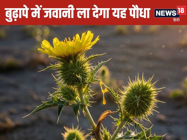 Satyanashi Benefits Natural Remedy for Male Sexual Health | पुरुषों के ...