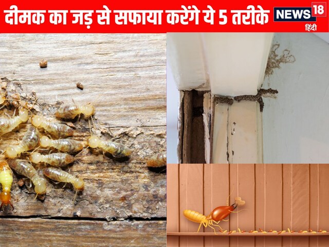 5 Home remedies to kill Deemak: दीमक से छुटकारा पाने के 5 सस्ते घरेलू ...