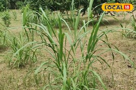 SDM Vs ADM: एसडीएम और एडीएम में क्या होता है अंतर, किसके पास है अधिक पावर? जानें इनका वर्किंग ...