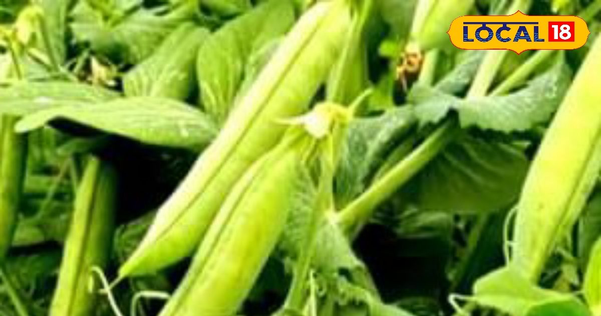 Farmers who cultivate green peas early can earn good profits by sowing ...