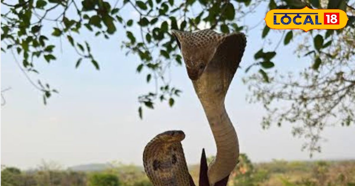 Male VS Female Snake Identification: सांप है नर या मादा? अब पहचानना हुआ ...