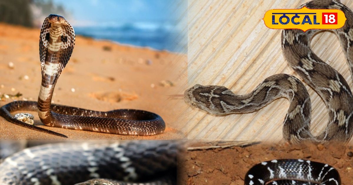 Deadliest Snake in Mp: एमपी में एक्टिव हैं ये बिग-4 सांप, जहर सीधा ...