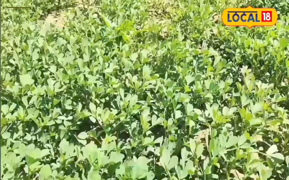 फसल नहीं, ये है 20 दिन वाली 'FD'... लगा दें मेथी की ये टॉप-5 किस्में ...