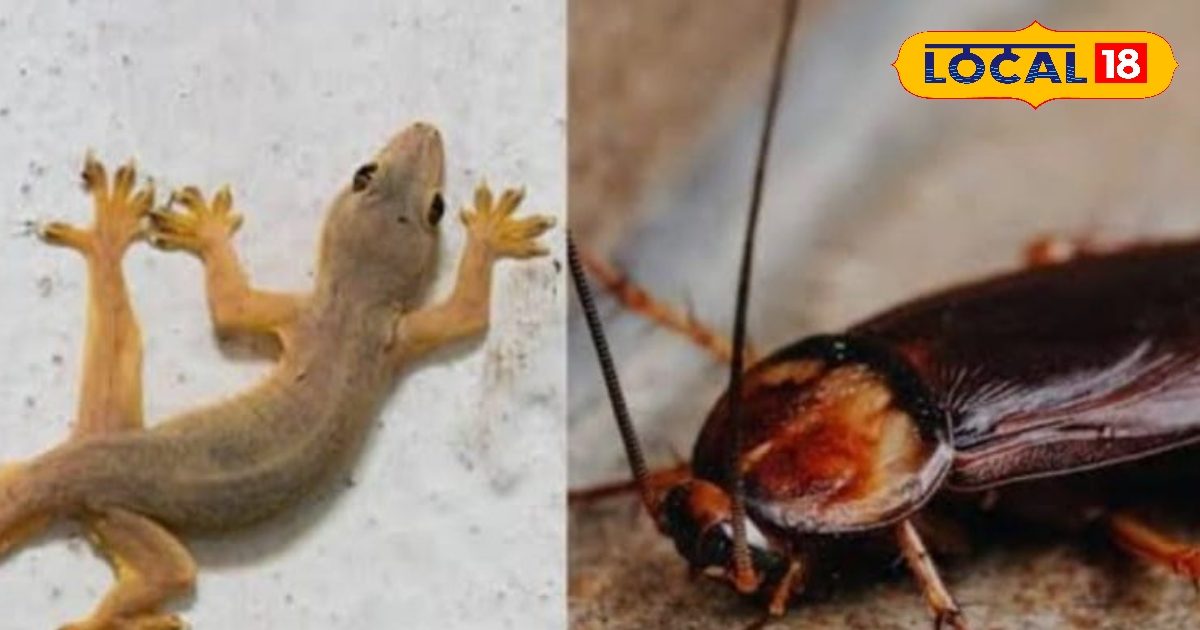 If you want to get rid of insects and bugs from your house, mix these ...