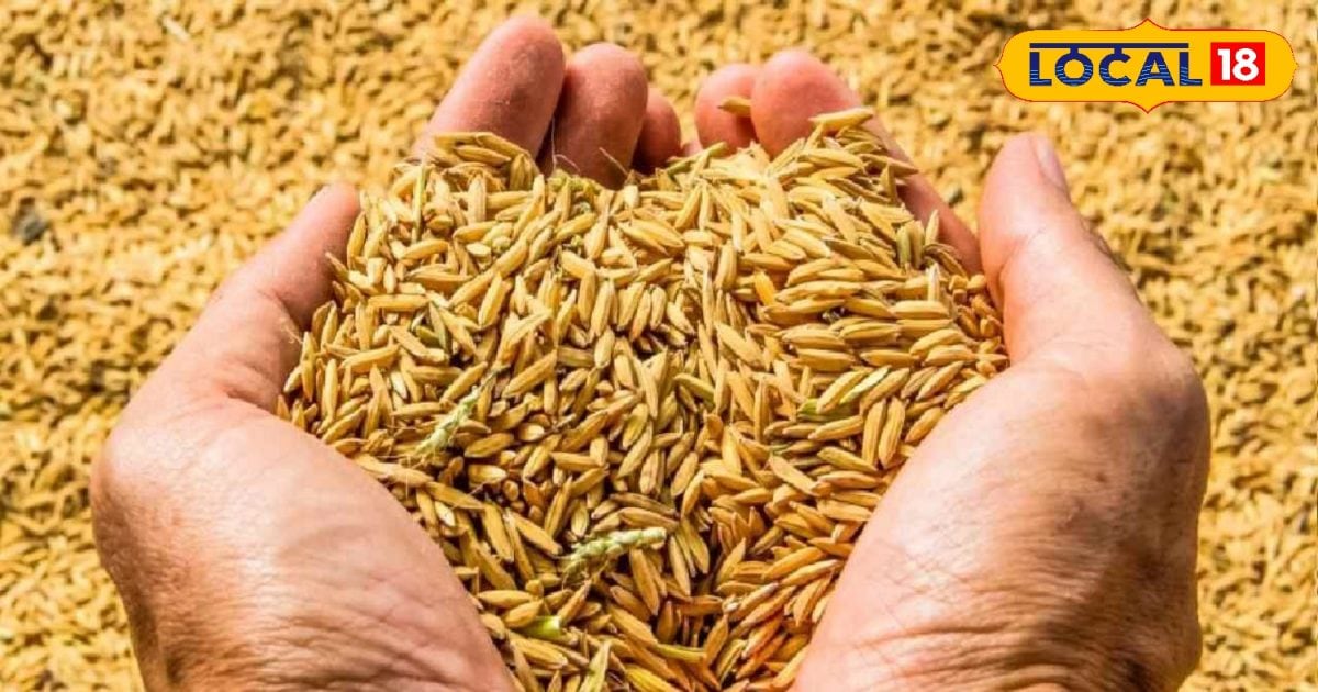 Paddy Storage Tips: धान की हो गई कटाई? स्टोर करते समय इन बातों का रखें ...