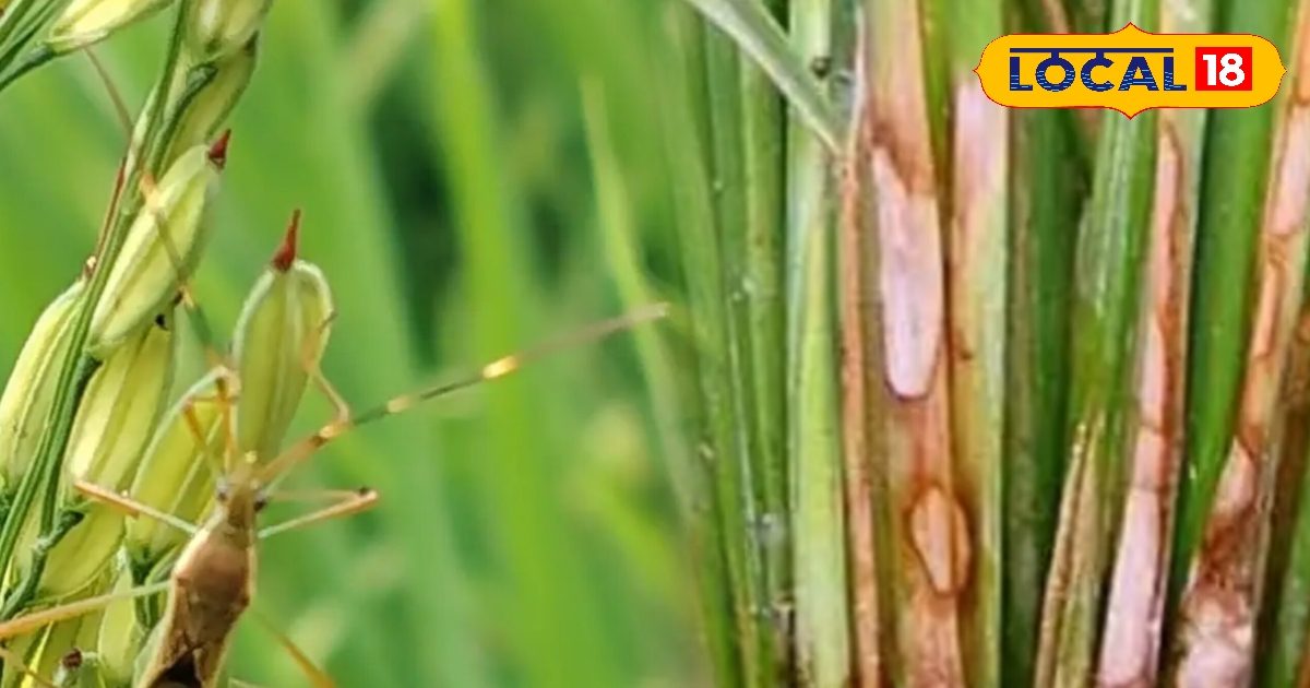 Agri Tips: धान की फसल पर मंडरा रहा बड़ा खतरा, जल्दी करें ये जरूरी उपाय, वरना... - News18 हिंदी