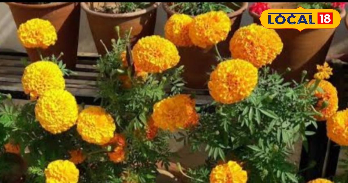Genda Phool Tips: एक-एक पौधा देगा... 100-100 फूल, अभी से शुरू कर दिया ...
