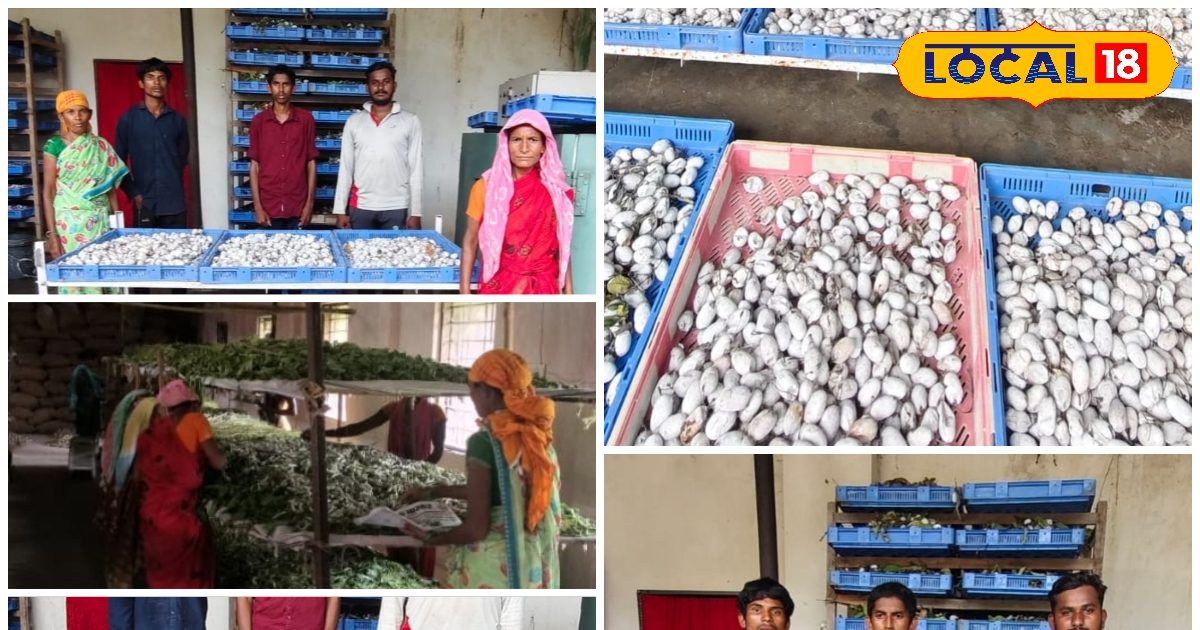 Agri Tips : रेशम कीट पालन की पहली फसल में रिकॉर्ड आमदनी, जाने मुनाफा बढ़ानें का सीक्रेट - News18 ...