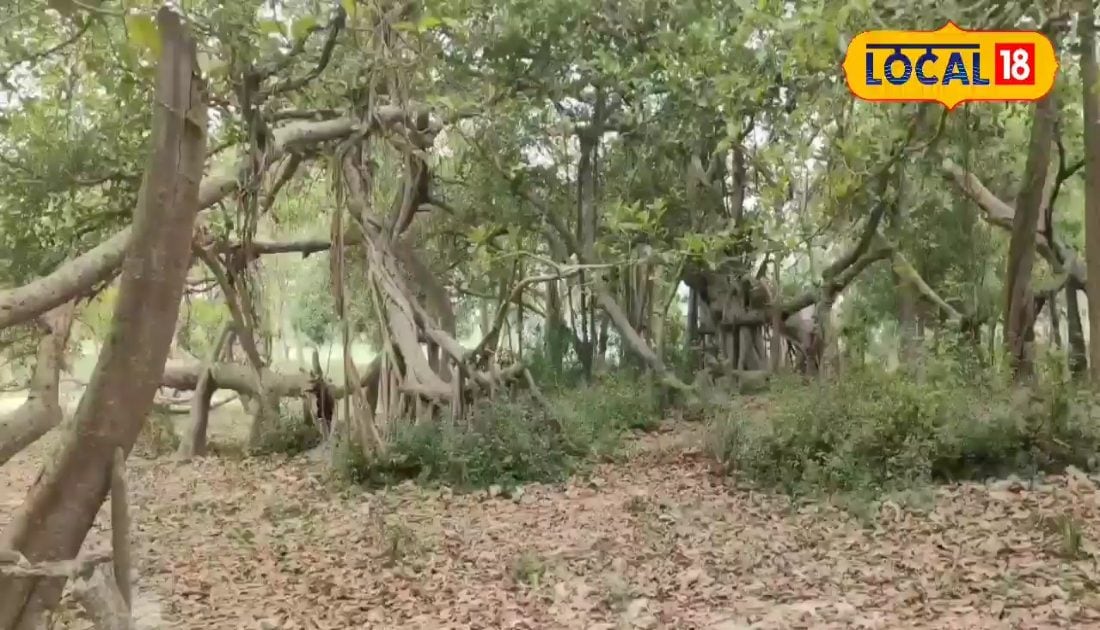 This tree is amazing, when the branch breaks and falls, it becomes a ...