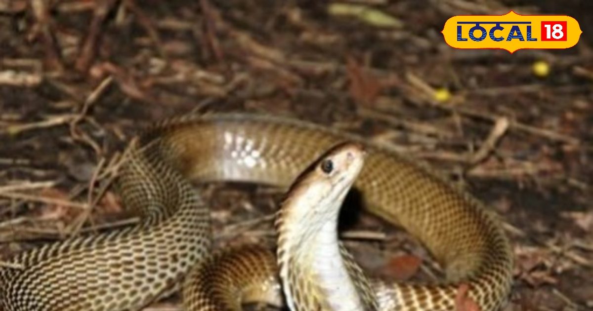 Jharkhand's most venomous snake, can bite at any time, even an elephant can be killed ...