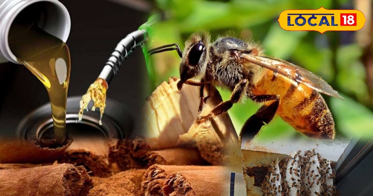 Bee Hive Problem Solution Home Remedies Safe Methods | - News18 हिंदी