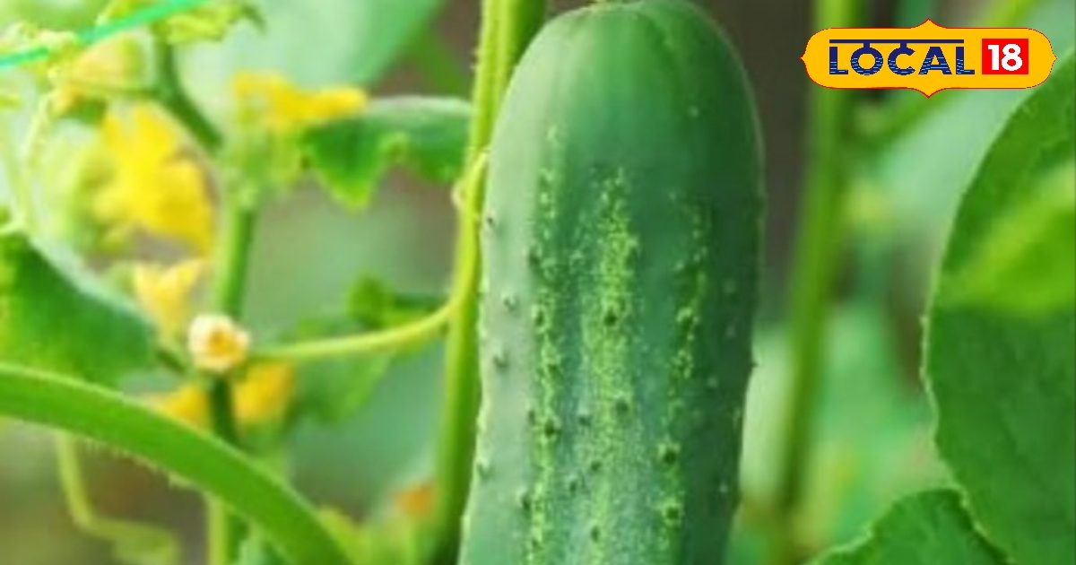 Kheere ki Kheti: सिर्फ डेढ़ महीने में डबल मुनाफा! खीरे की इन 5 किस्मों ...