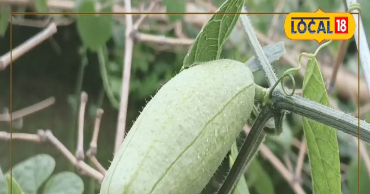 Parwal farming: बाजार में कुछ दिन मिलती है यह गजब की फसल, किसानों की हो ...