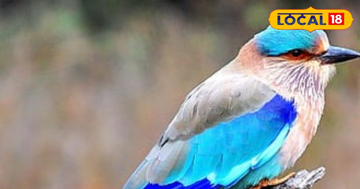 Neelkanth Bird on Dussehra: दशहरा के दिन नीलकंठ पक्षी को देखना क्यों ...