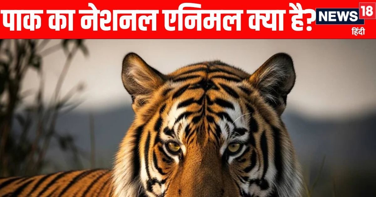 Pakistan National Animal: भारत का नेशनल एनिमल बाघ है, तो पाकिस्तान का ...