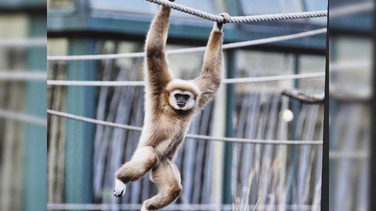 Fossil of extinct gibbon found in the Himalayas, new discovery related ...