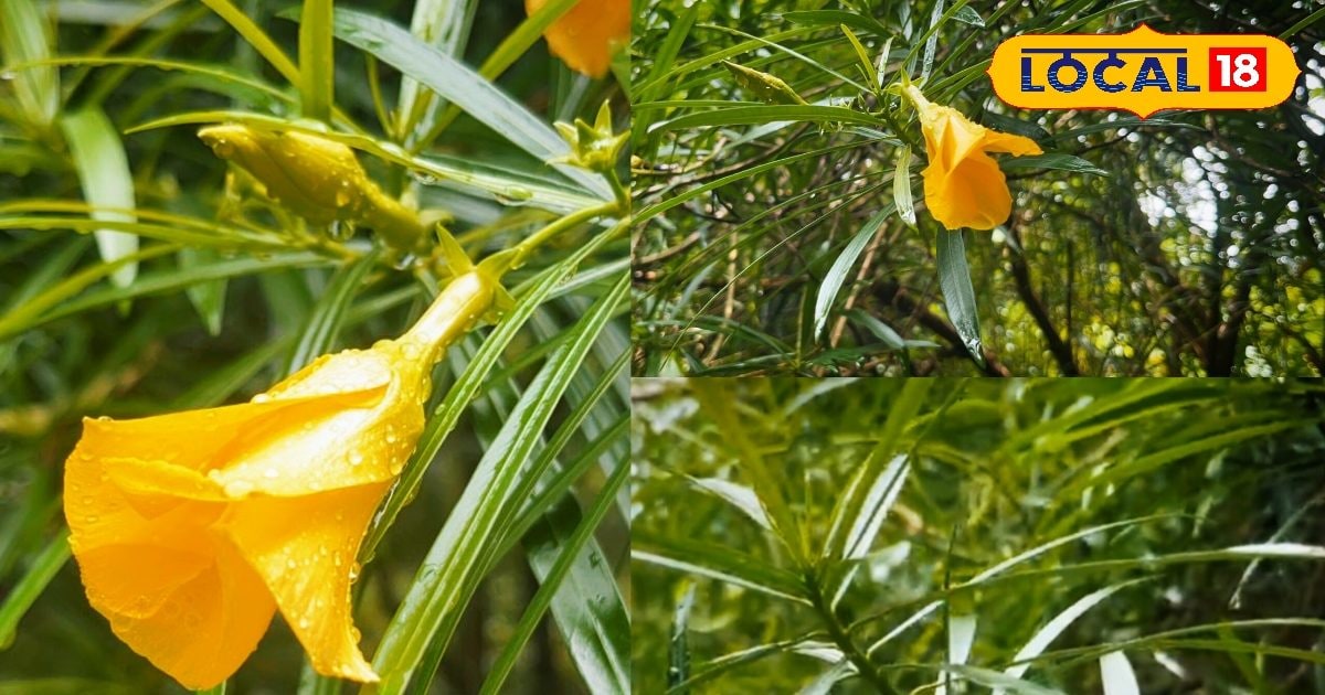 Kaner Plant for Garden Decoration and Benefits - News18 हिंदी
