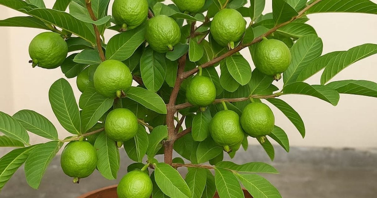 How to grow guava in pot । अमरूद गमले में कैसे उगाएं जानें टिप्स ...
