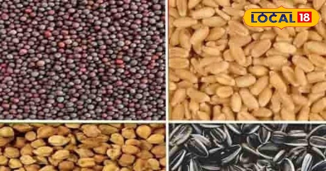 Nagaur-Merta Mandi Prices Today