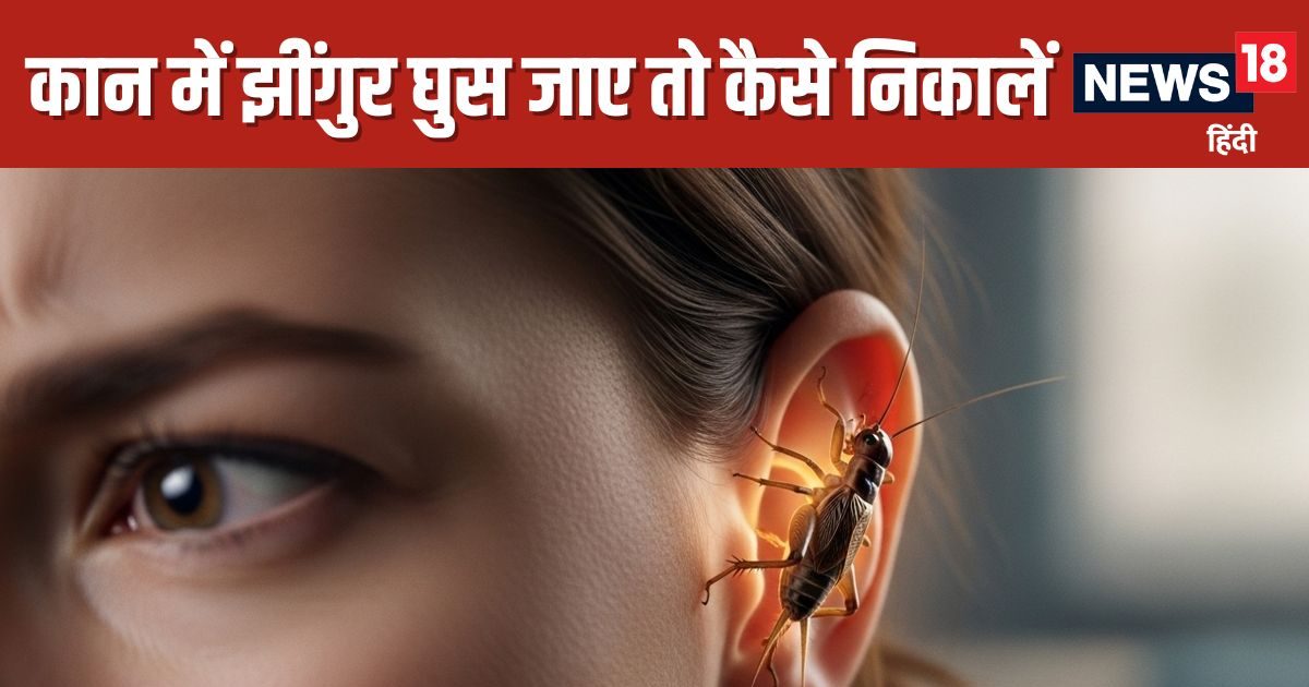 kaan me jhingur ghus jaye to kya kare | कान में झींगुर घुस जाए तो ...