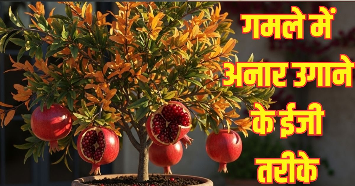 How to grow Anar tree at home । घर पर गमले में इन सिंपल स्टेप्स से ...