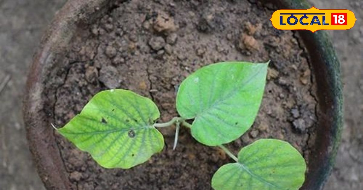 Vidhara Vine in Kitchen Garden: Greenhouse Look and Medicinal Benefits ...