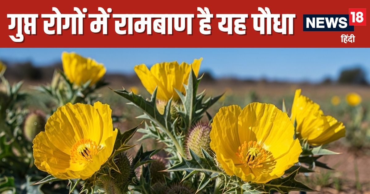 Satyanashi Plant Can Cure Sexual Problems in 21 Days | सत्यानाशी पौधा ...