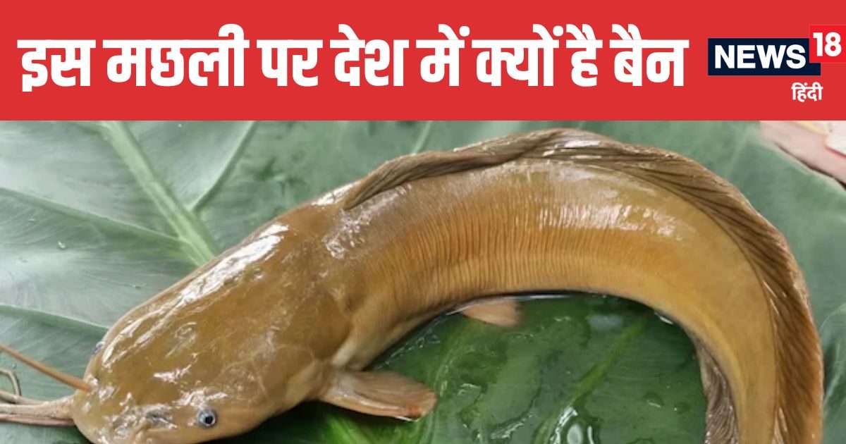 Cancer Risk of Thai Mangur Fish and Ban in India | थाई मांगुर मछली खाने ...