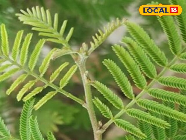 Shami Tree Benefits: शमी के पत्तों में छुपा है सुख-समृद्धि का राज ...