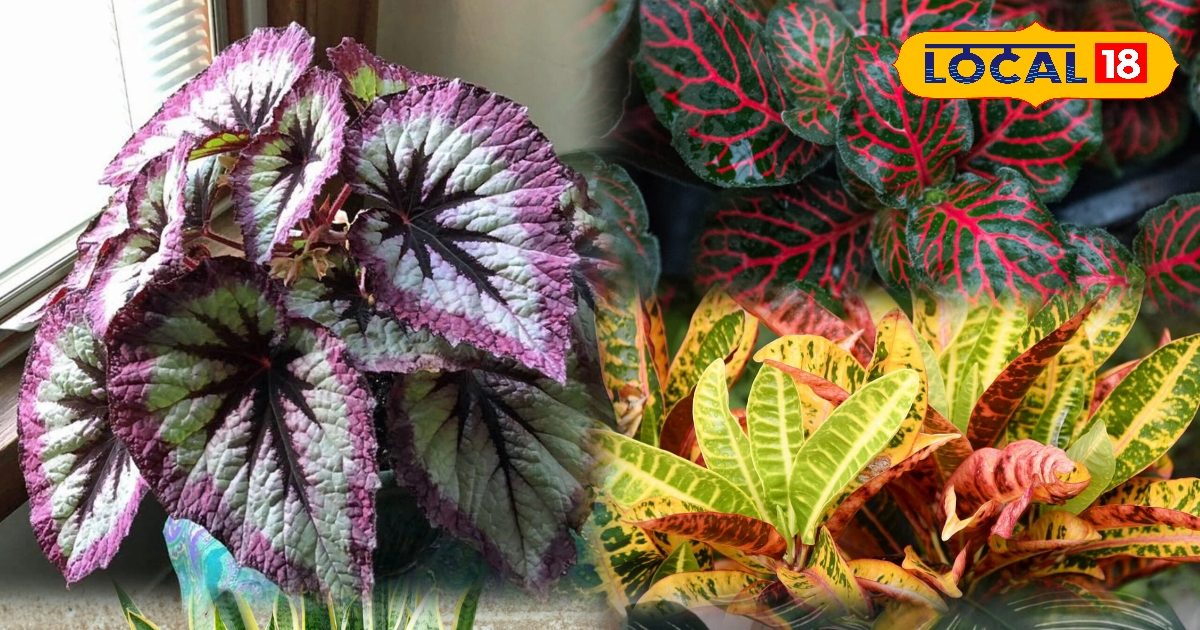 Indoor Plants Gardening Tips | Kitchen Garden Leafy Plants | Best ...