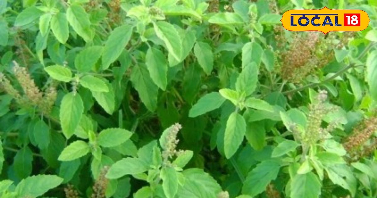 Why is Tulsi considered religiously sacred and beneficial for health ...