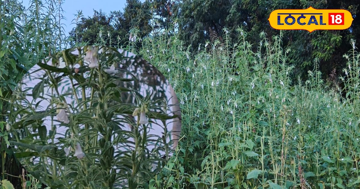 Organic farming creates miracles for the soil. Excellent sesame ...