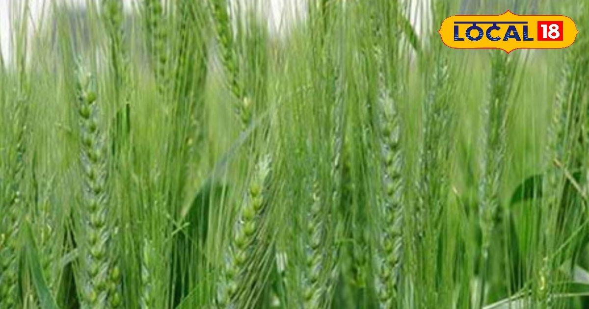 Dhaan Growing Tips: धान की खेती में कब क्या करें? सीख लें ये तकनीक ...