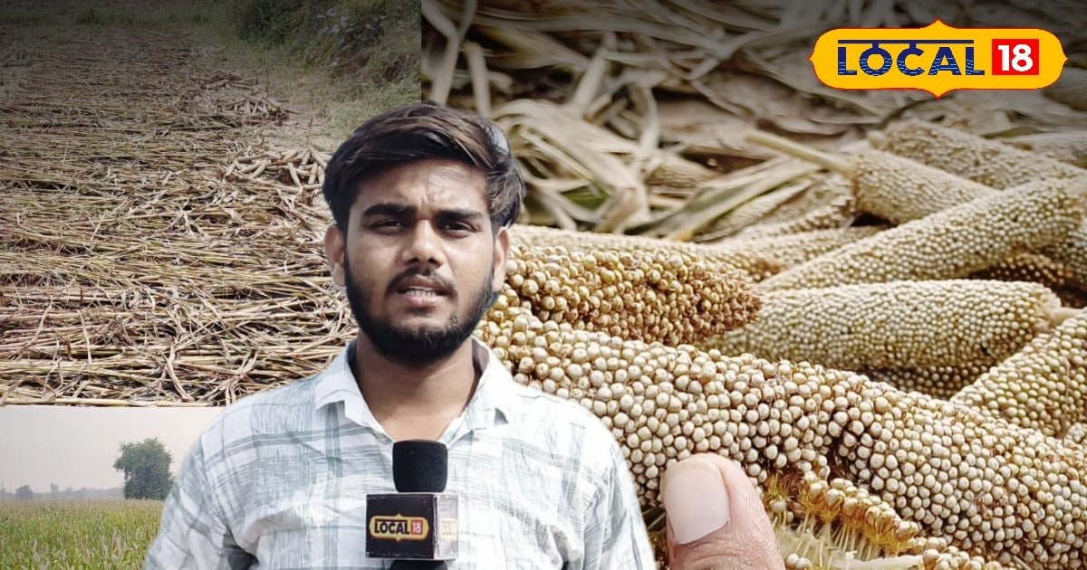Bajra Crop Damage | Sudden Rain Farmers Loss | Agriculture News India ...